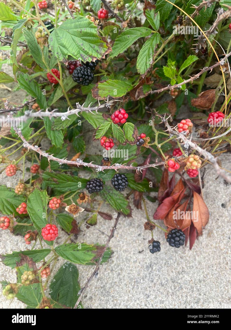 Rubus cuneifolius hi-res stock photography and images - Alamy