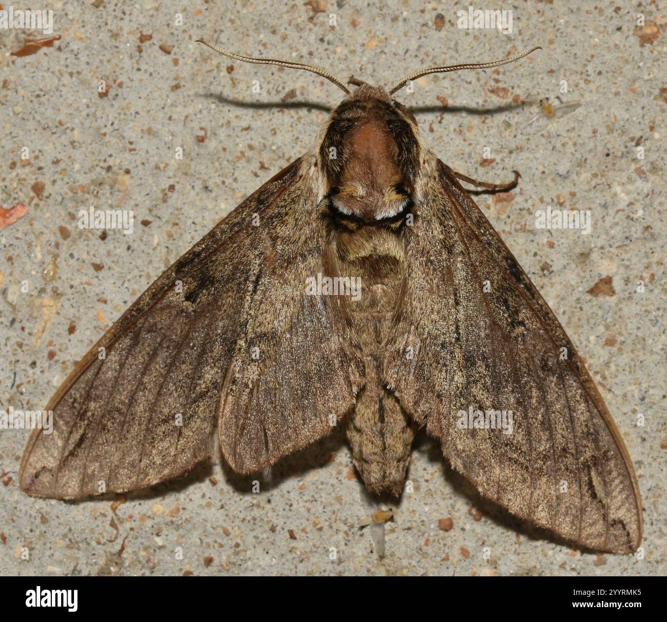Catalpa Sphinx (Ceratomia catalpae Stock Photo - Alamy