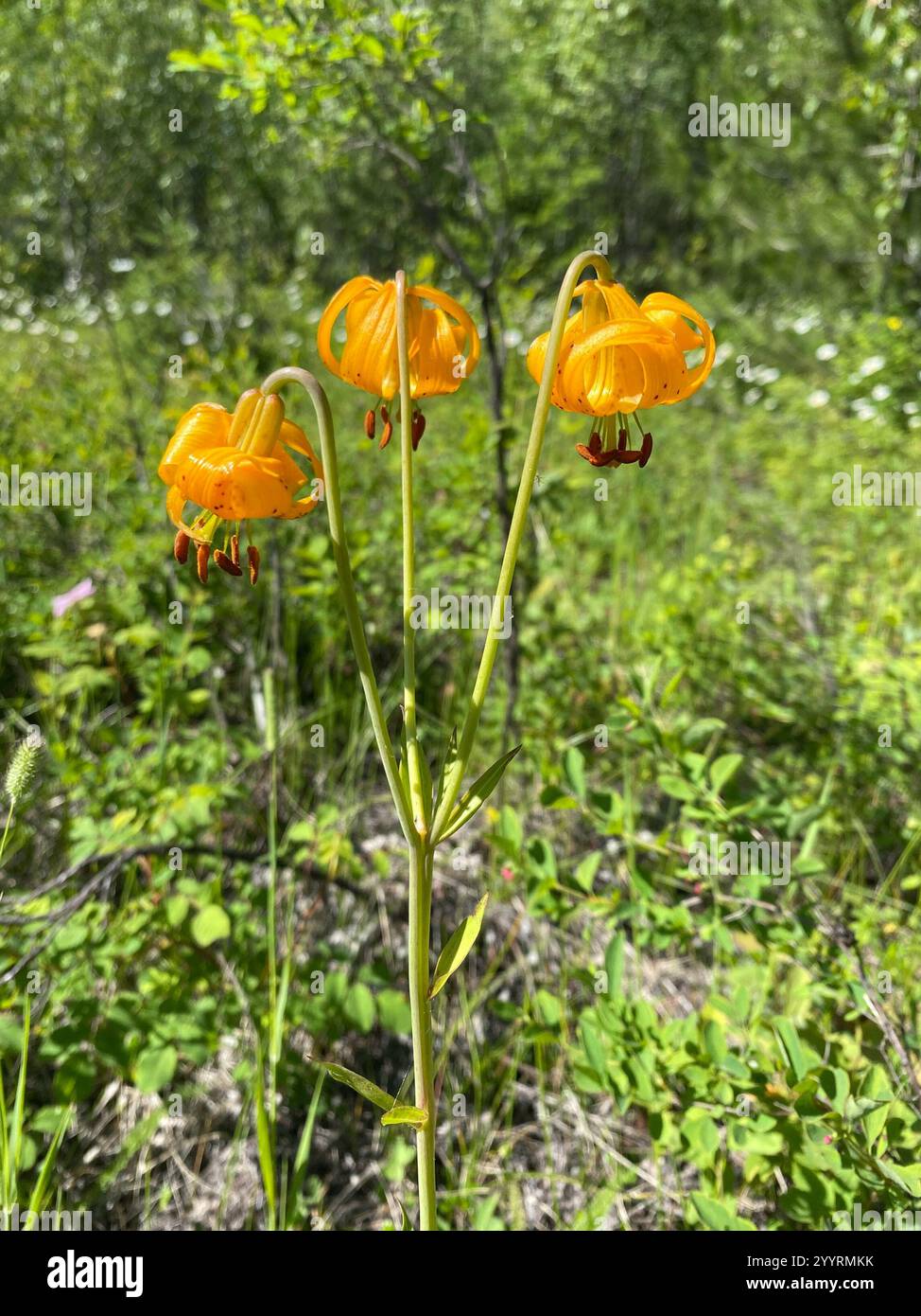 Columbia lily (Lilium columbianum Stock Photo - Alamy