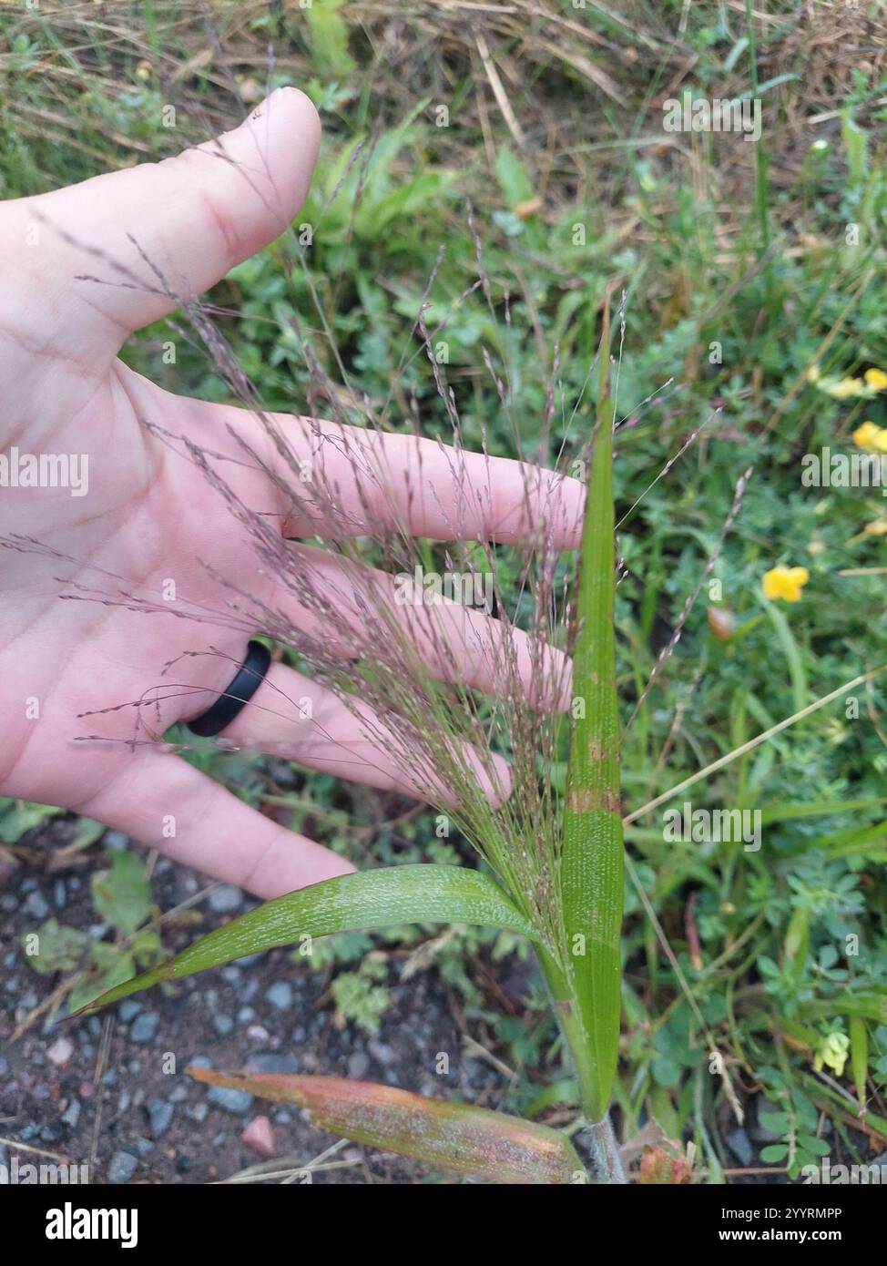 witch grass (Panicum capillare Stock Photo - Alamy