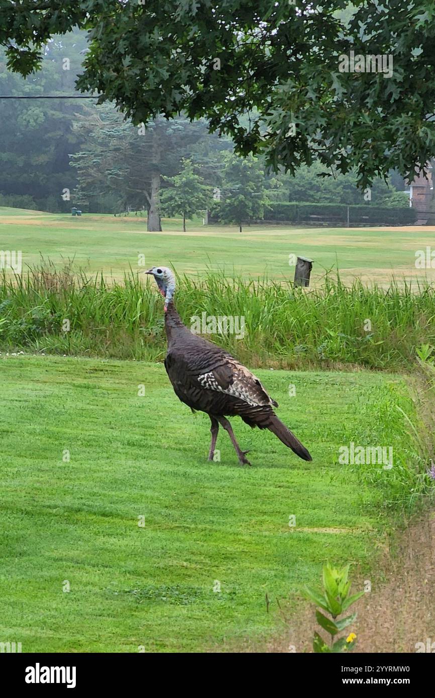 Wild Turkey (Meleagris gallopavo Stock Photo - Alamy