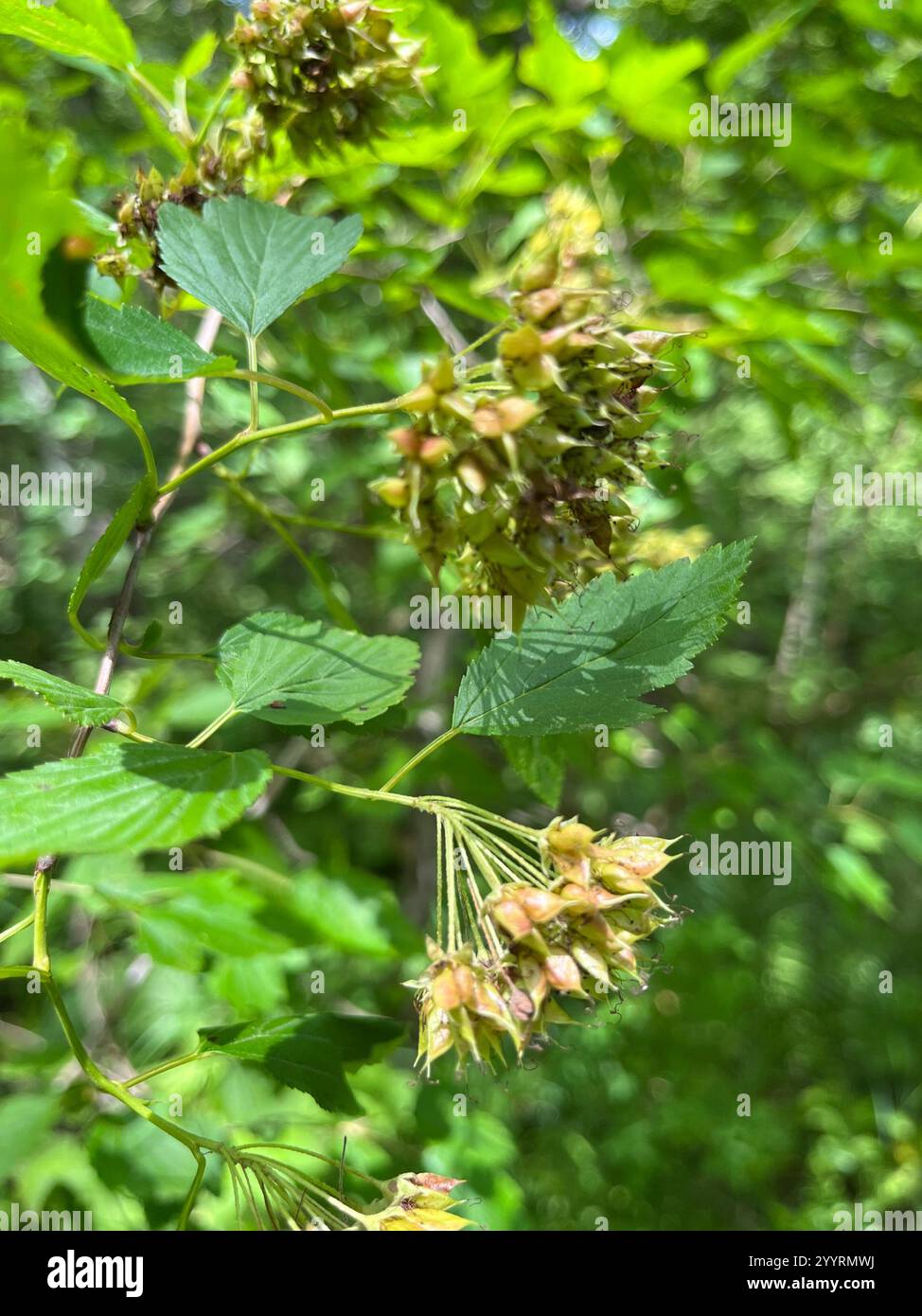 common ninebark (Physocarpus opulifolius Stock Photo - Alamy