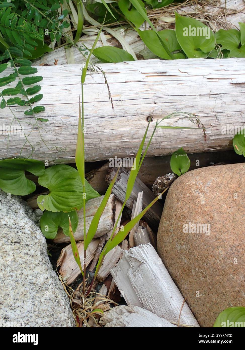 nodding trisetum (Graphephorum cernuum Stock Photo - Alamy