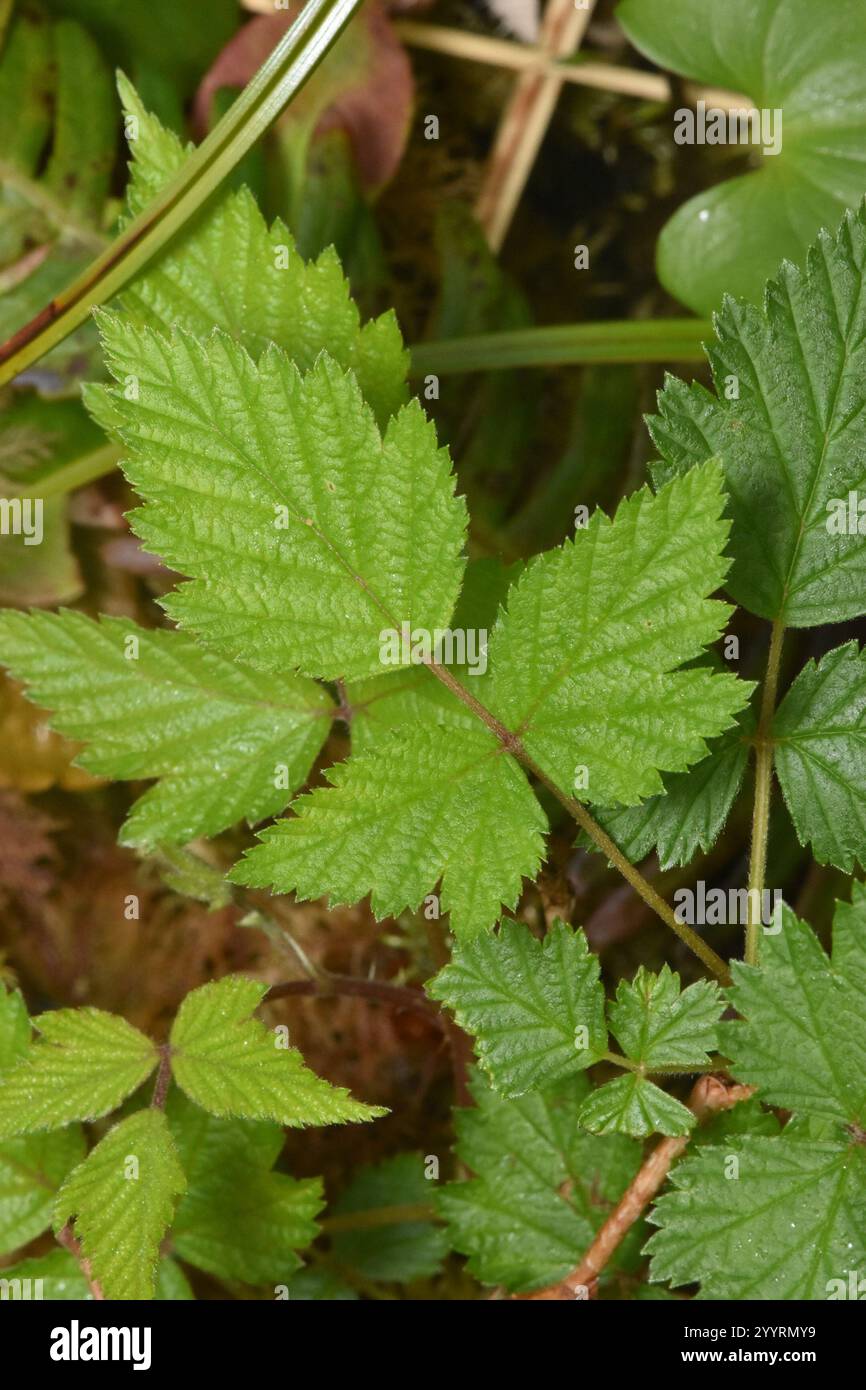 Salmonberry (Rubus spectabilis Stock Photo - Alamy