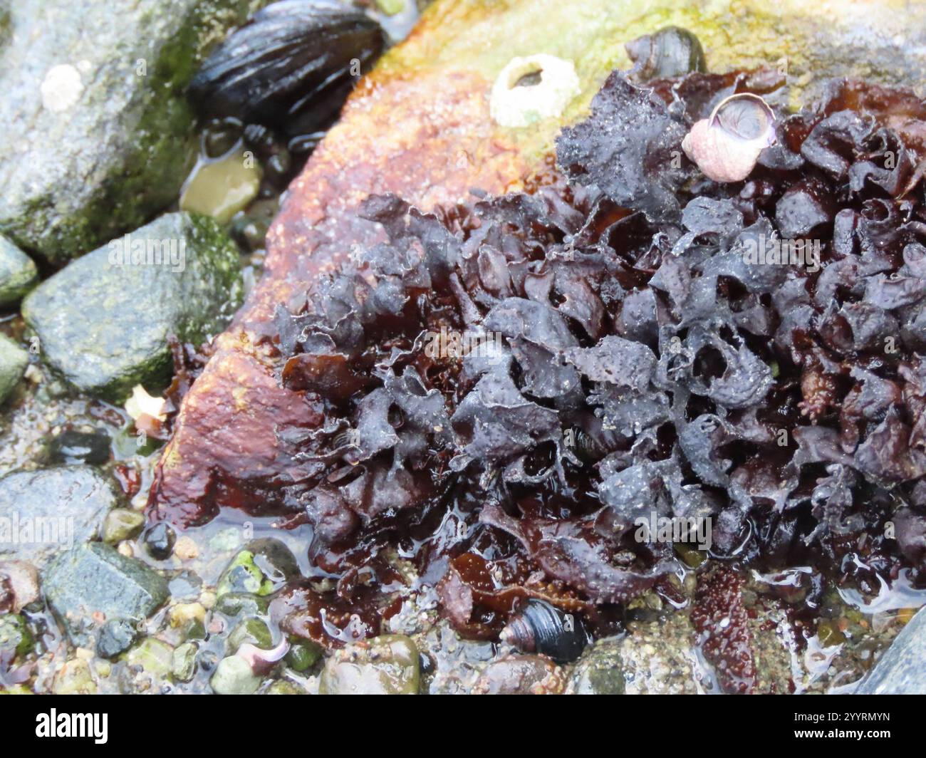 encrusting red algae (Mastocarpus Stock Photo - Alamy