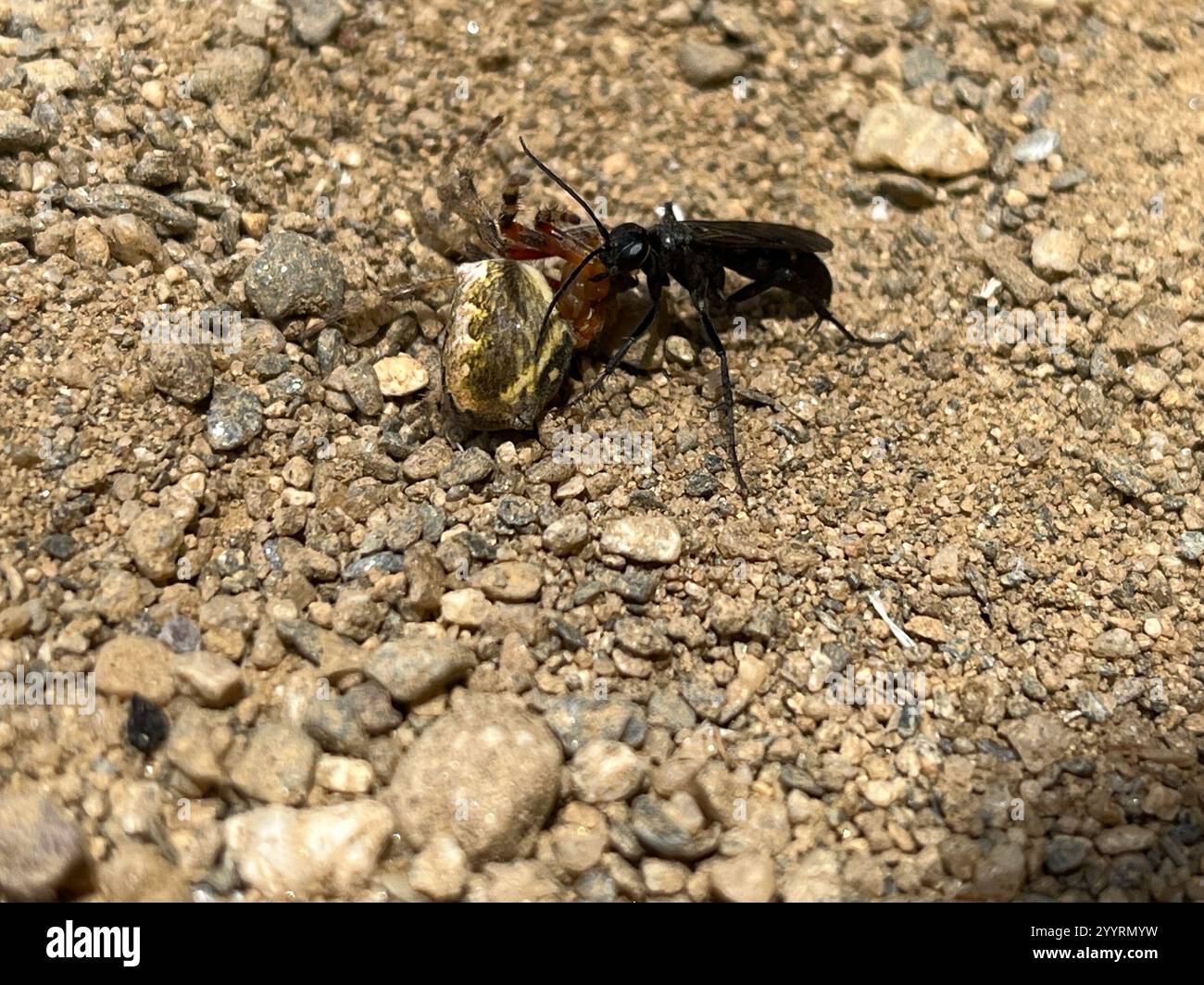Spider Wasps (Pompilidae Stock Photo - Alamy