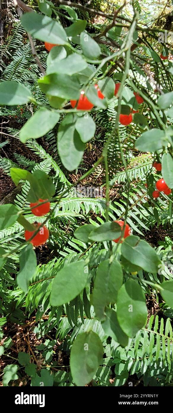 Red Huckleberry (Vaccinium parvifolium Stock Photo - Alamy