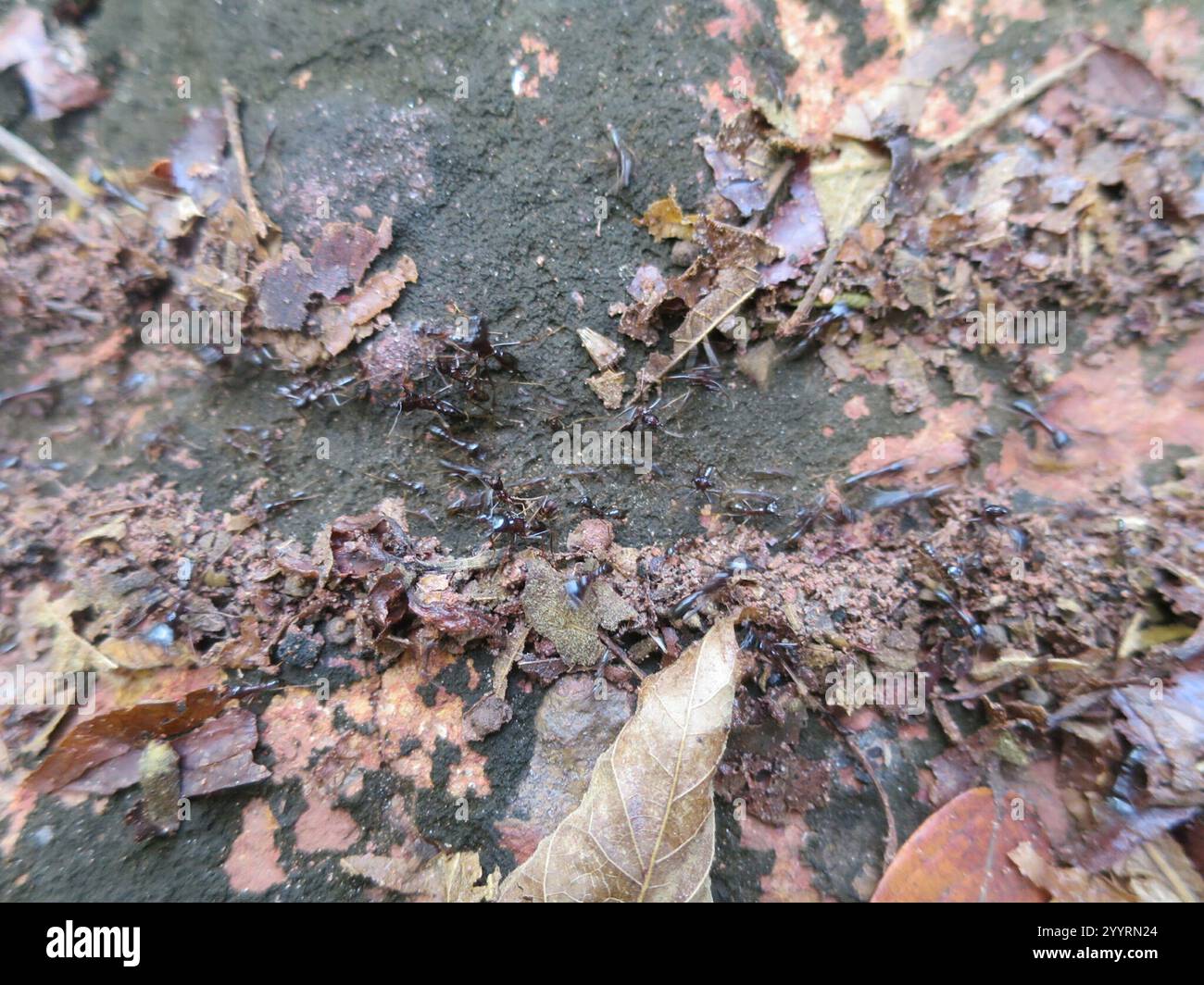 Typical Driver Ants (Dorylus nigricans Stock Photo - Alamy