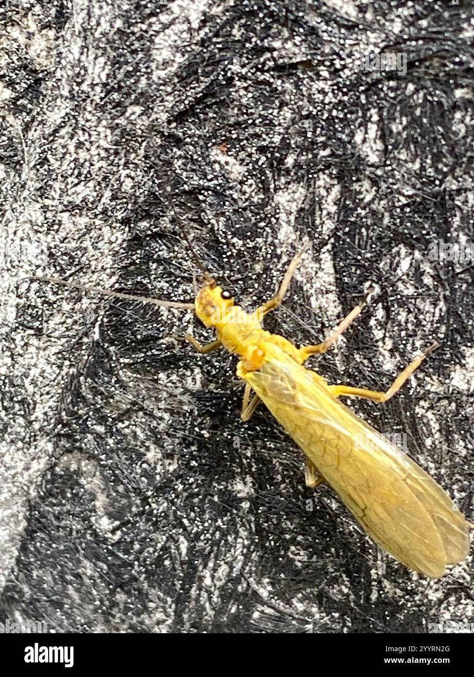 Yellow Sally Stonefly (Isoperla grammatica Stock Photo - Alamy