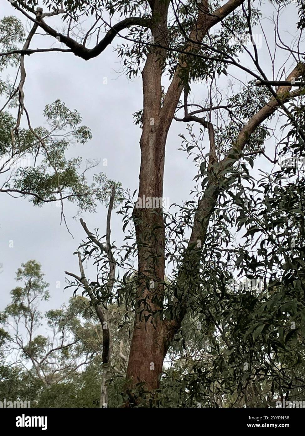 Tallowwood (Eucalyptus microcorys Stock Photo - Alamy