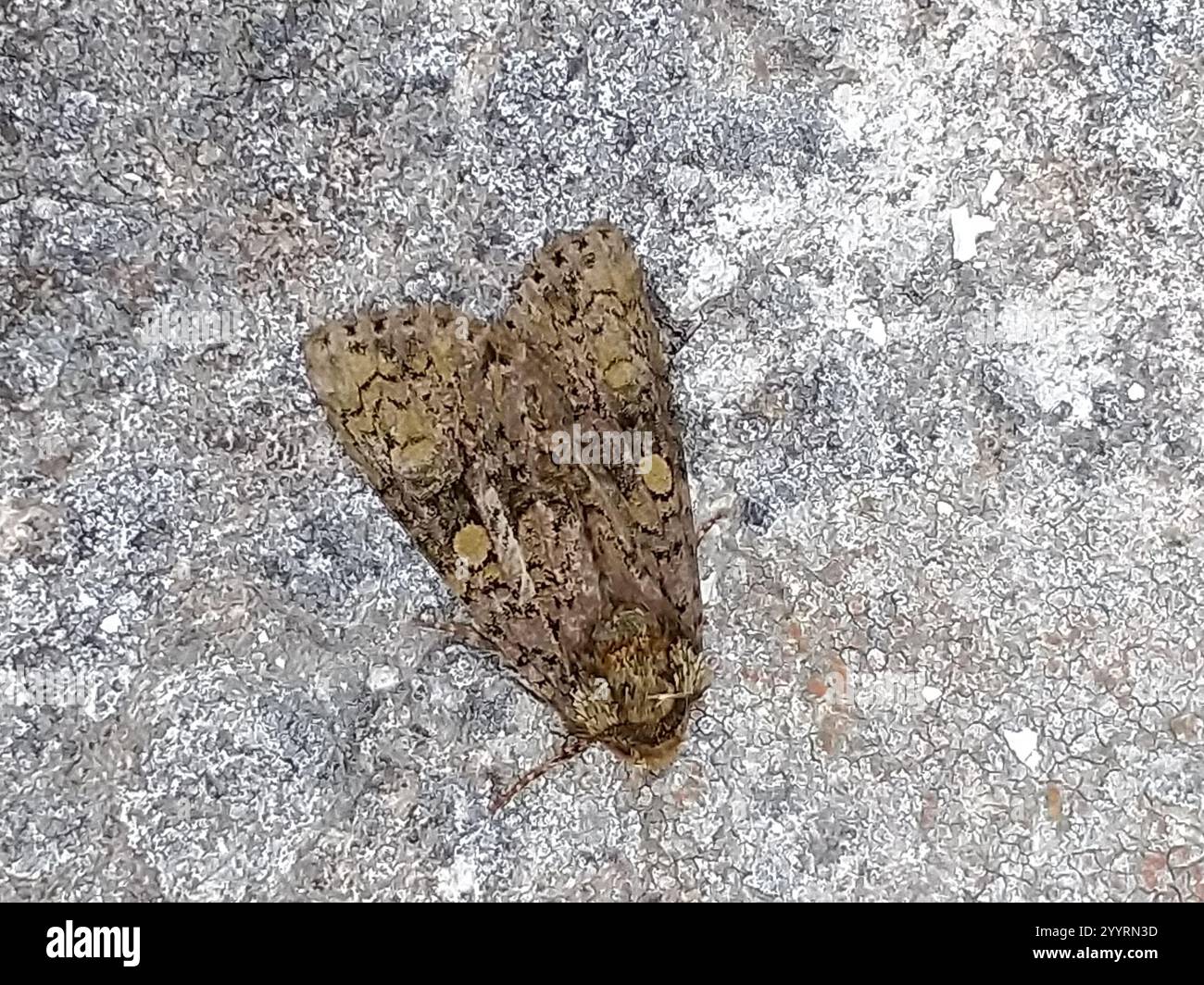 Coronet (Craniophora ligustri Stock Photo - Alamy
