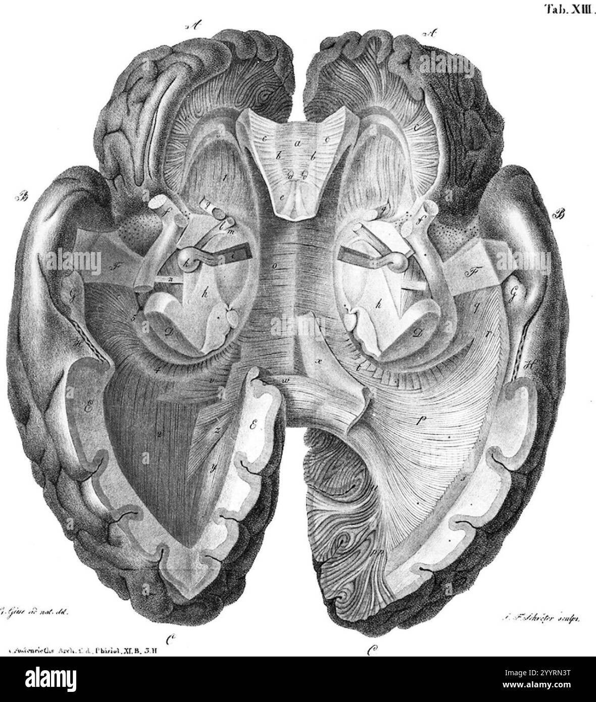 Dissection of the human brain, Johann Christian Reil, 1812 Stock Photo ...