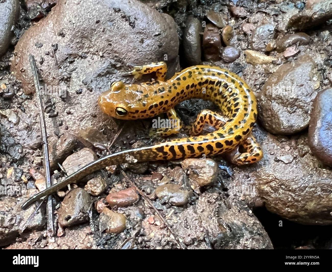 Eastern Long-tailed Salamander (Eurycea longicauda longicauda Stock ...