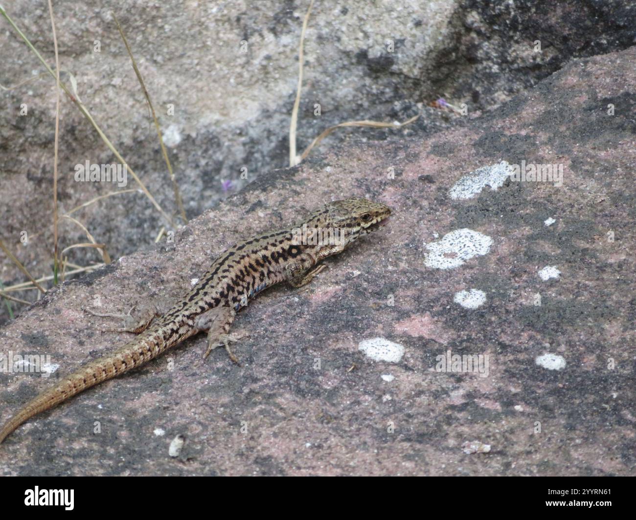 Common Wall Lizard (Podarcis muralis Stock Photo - Alamy