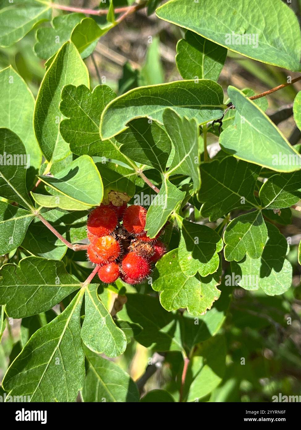 Skunkbush Sumac (Rhus trilobata trilobata Stock Photo - Alamy