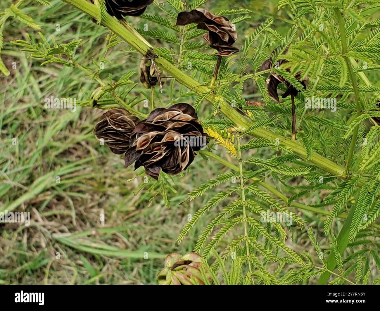 Illinois bundleflower (Desmanthus illinoensis Stock Photo - Alamy