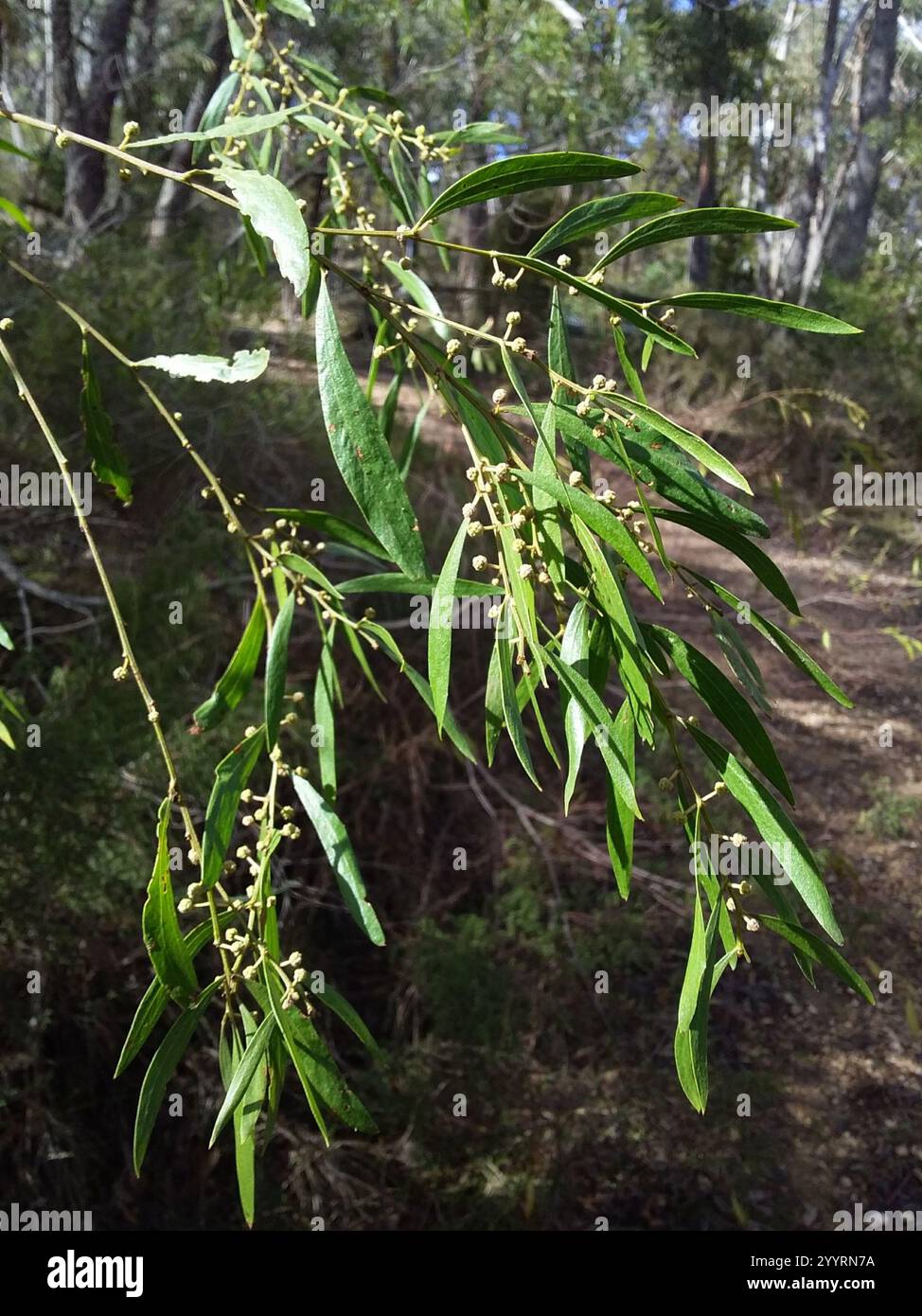 Varnish Wattle (Acacia verniciflua Stock Photo - Alamy