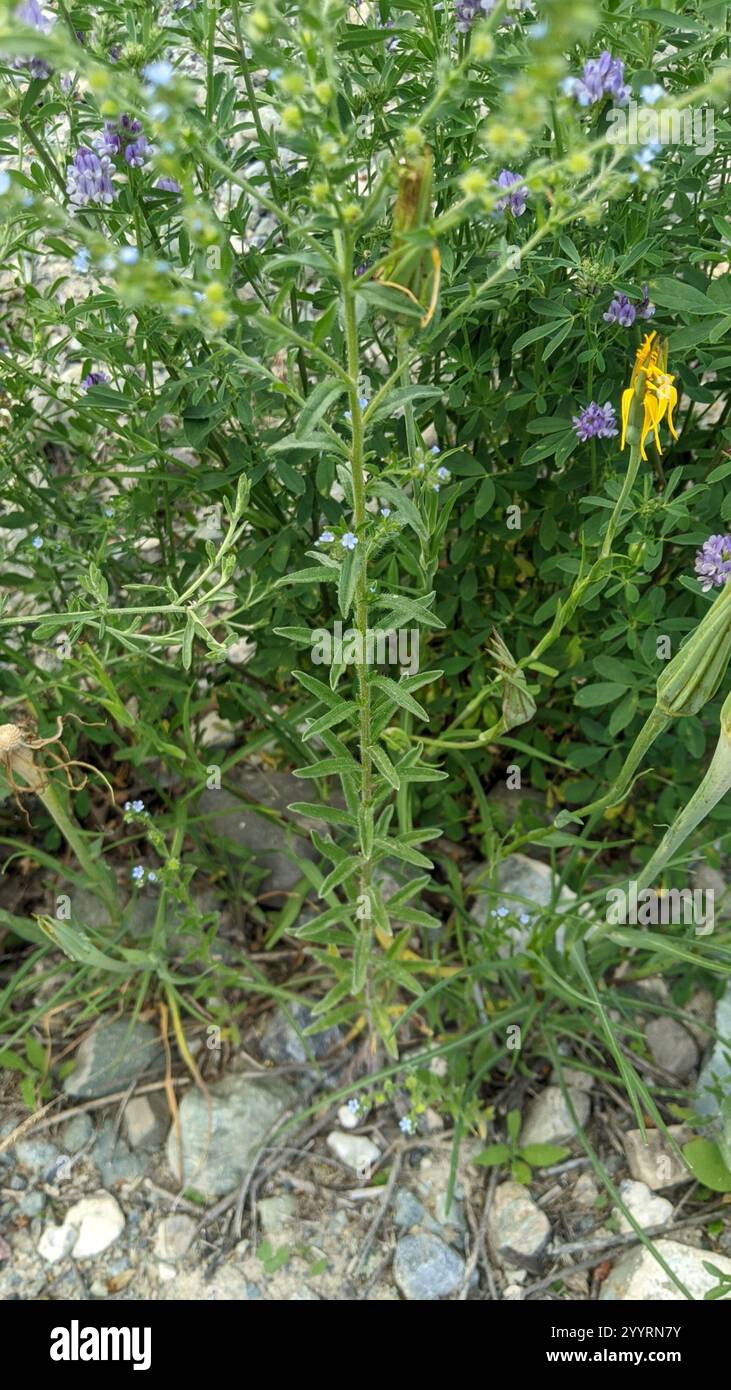 two-rowed stickseed (Lappula squarrosa Stock Photo - Alamy