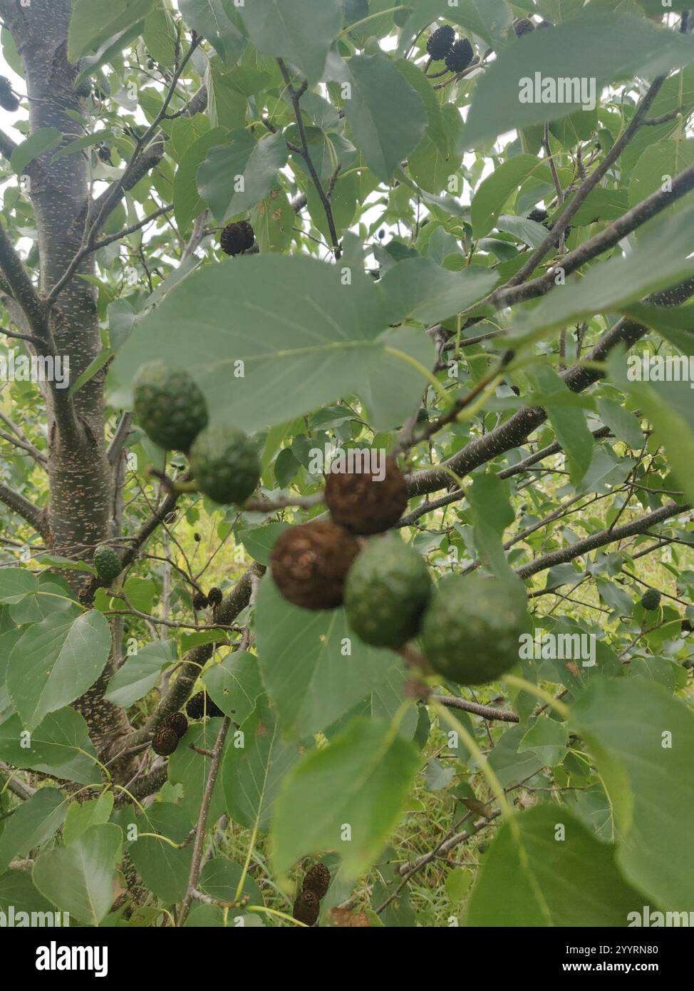 Italian alder (Alnus cordata Stock Photo - Alamy