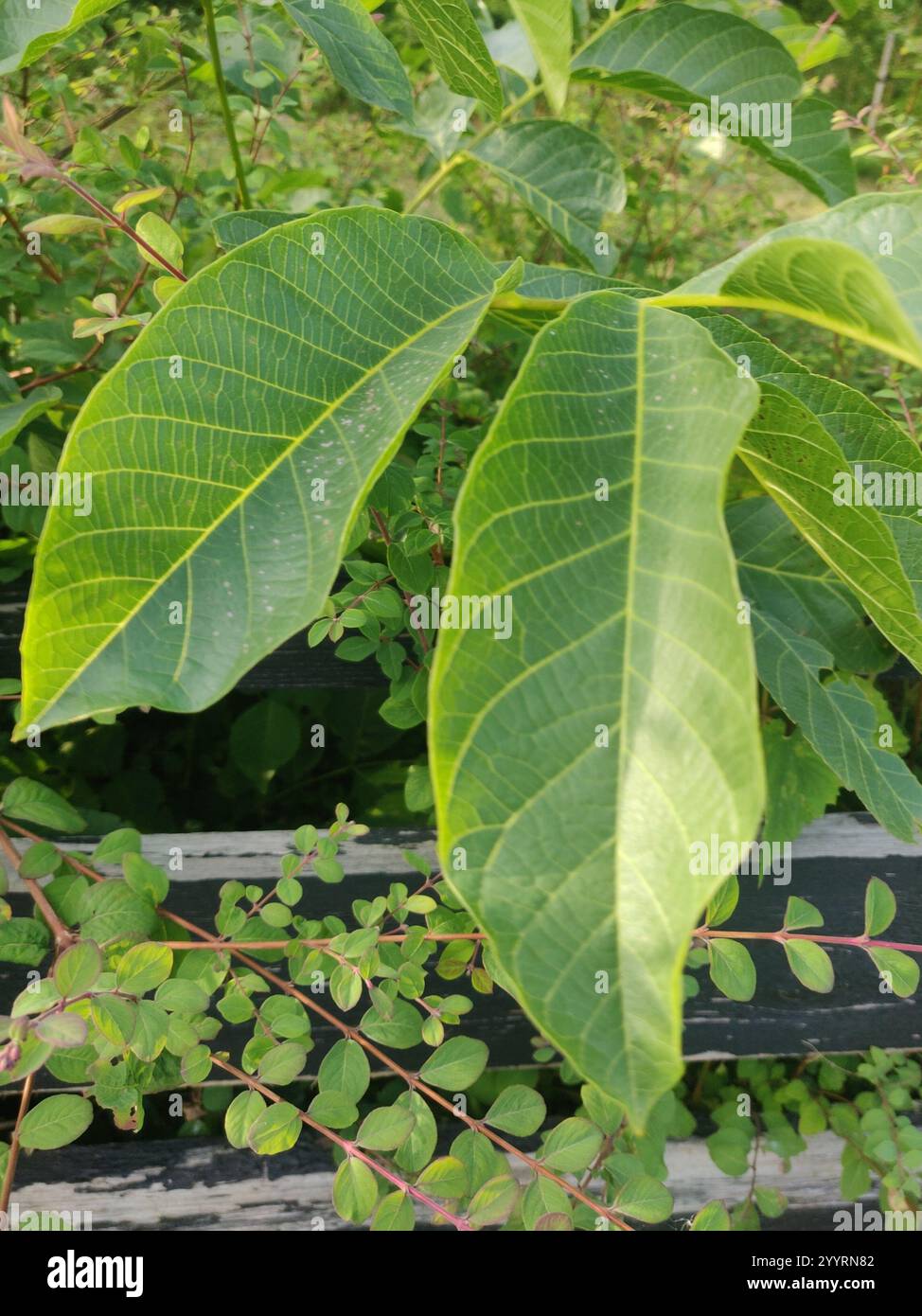 Persian walnut (Juglans regia Stock Photo - Alamy