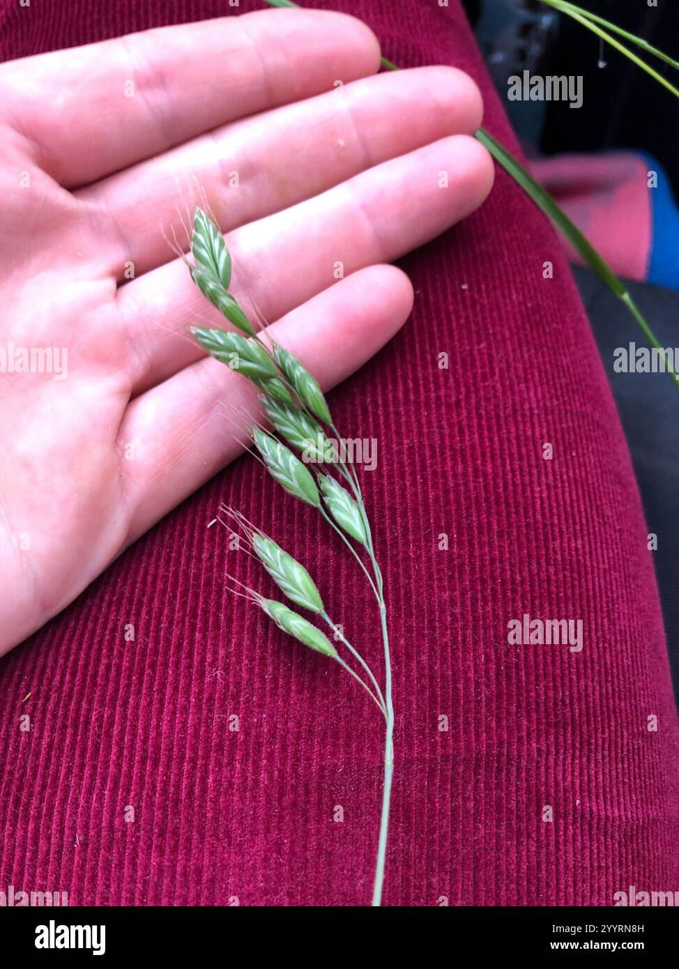 common soft brome (Bromus hordeaceus Stock Photo - Alamy