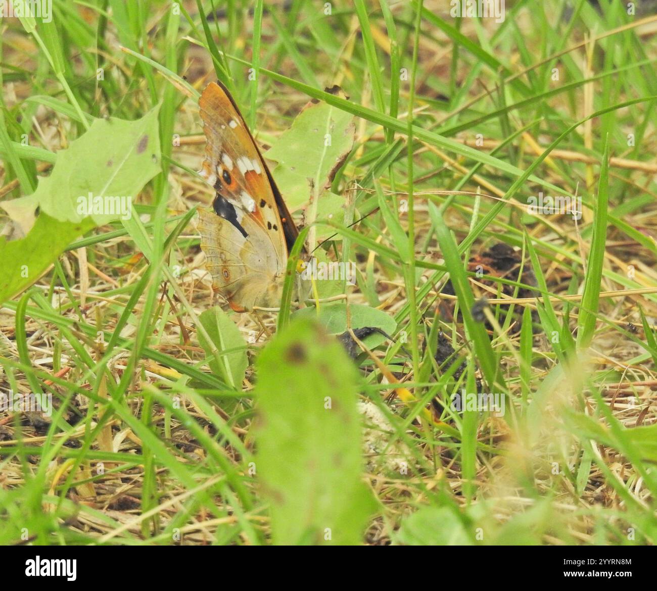 Lesser Purple Emperor (Apatura ilia Stock Photo - Alamy