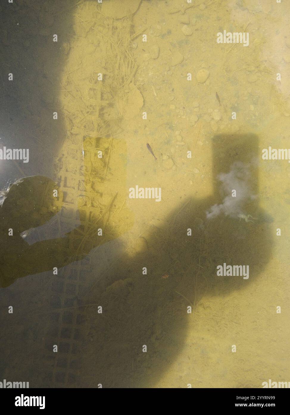 Lesser Diving-beetle (Acilius sulcatus Stock Photo - Alamy