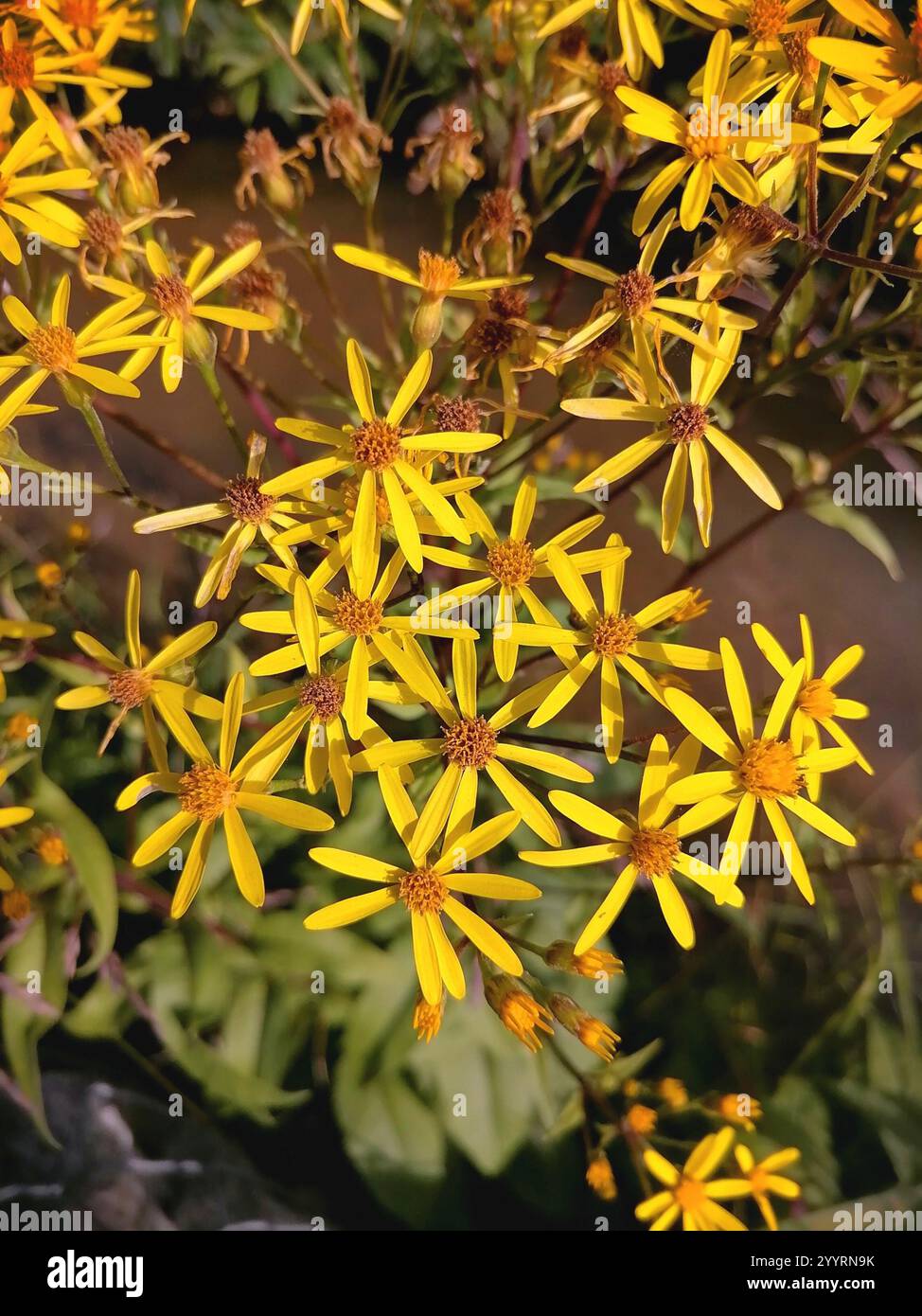 Alpine Ragwort (Senecio nemorensis Stock Photo - Alamy