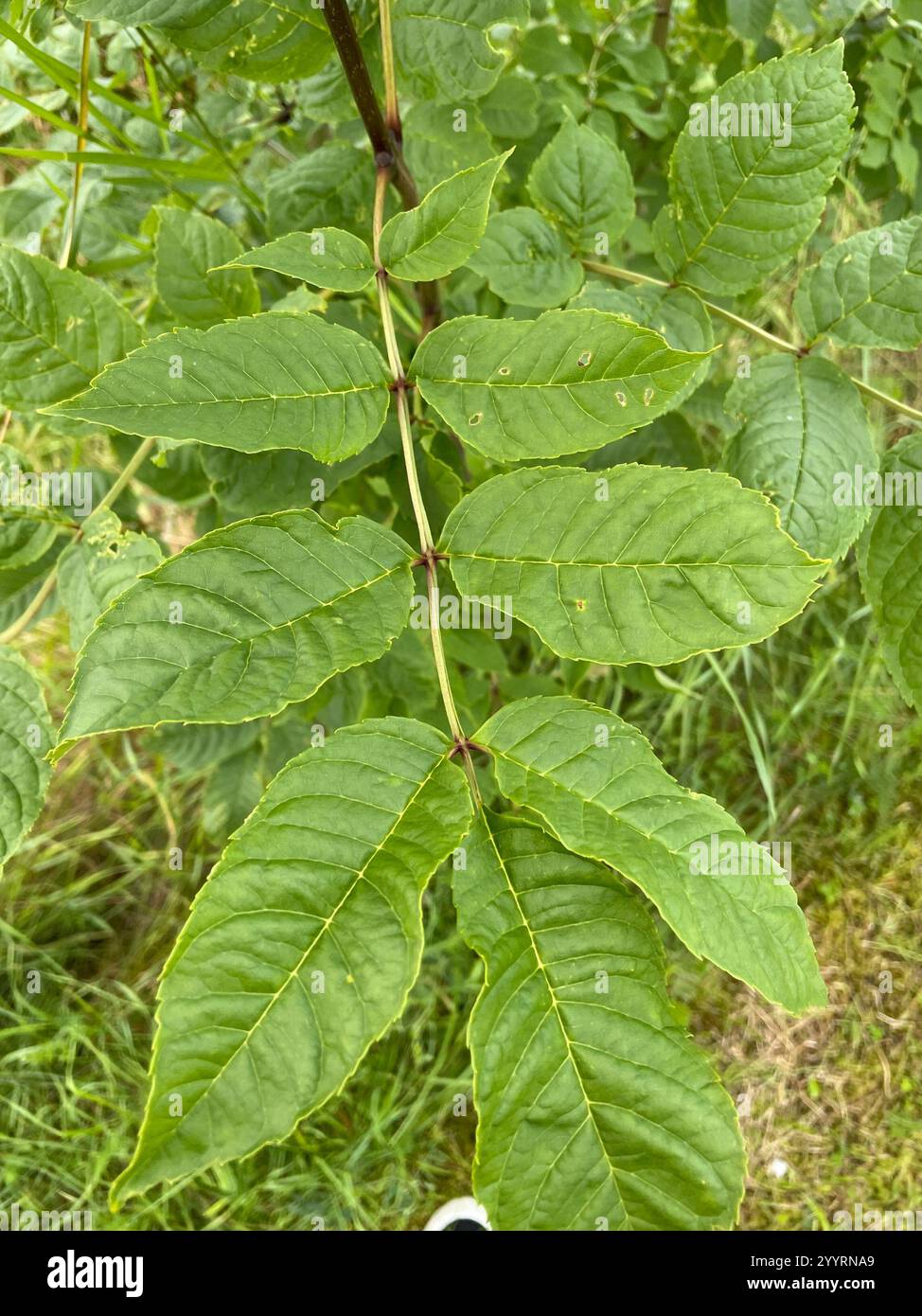European ash (Fraxinus excelsior Stock Photo - Alamy