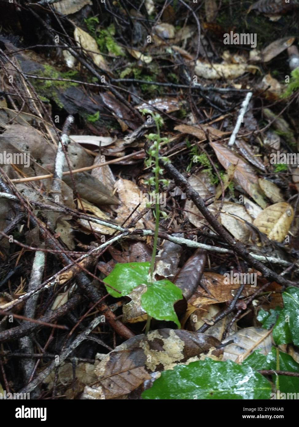Heartleaf Twayblade (Neottia cordata Stock Photo - Alamy
