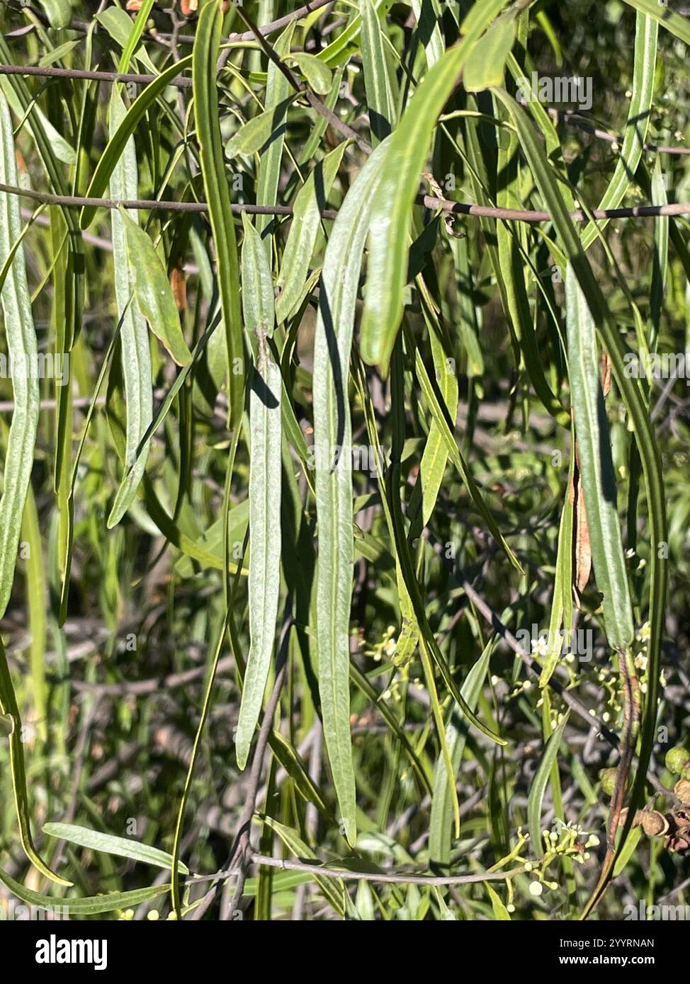 Wilga (Geijera parviflora Stock Photo - Alamy