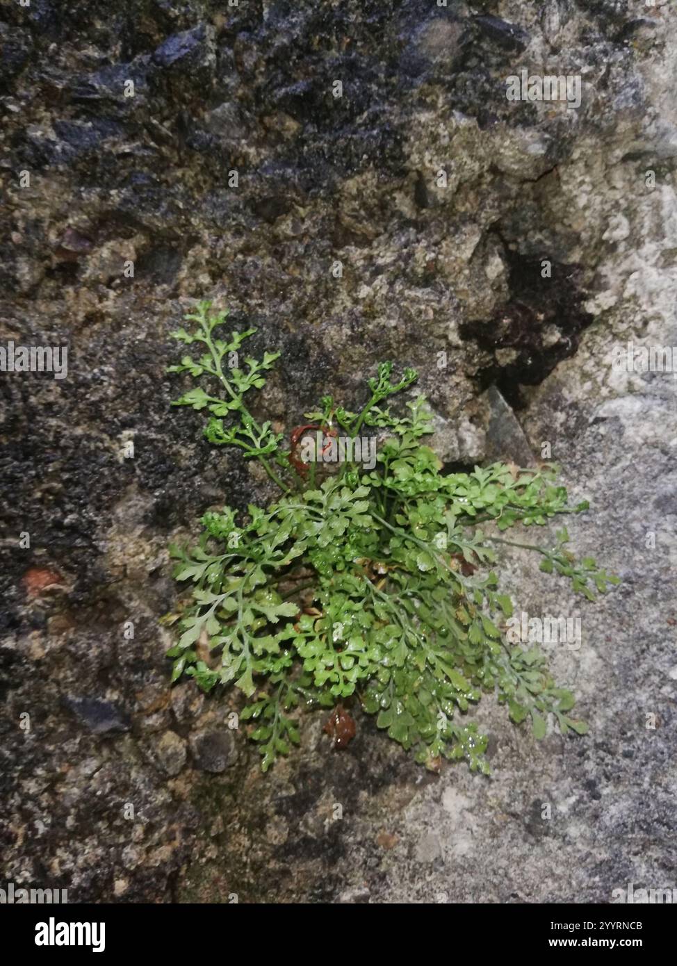 wall-rue (Asplenium ruta-muraria Stock Photo - Alamy