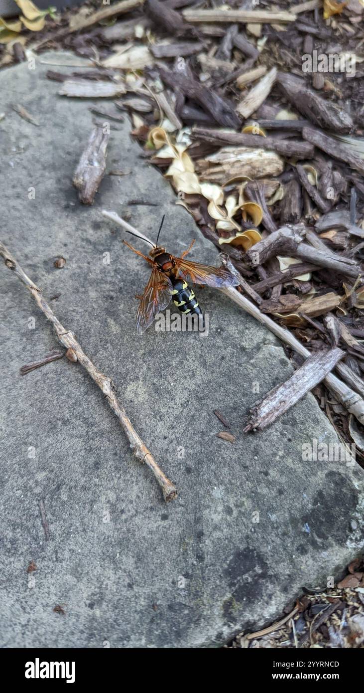 Eastern Cicada-killer Wasp (Sphecius speciosus Stock Photo - Alamy
