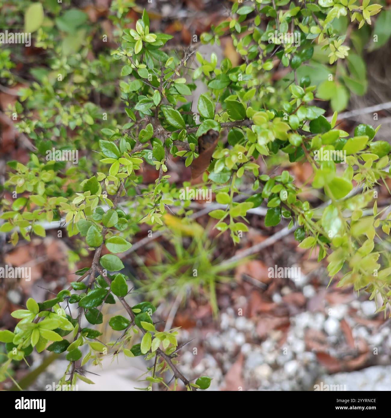 Shake Hand tree (Xylosma bahamensis Stock Photo - Alamy