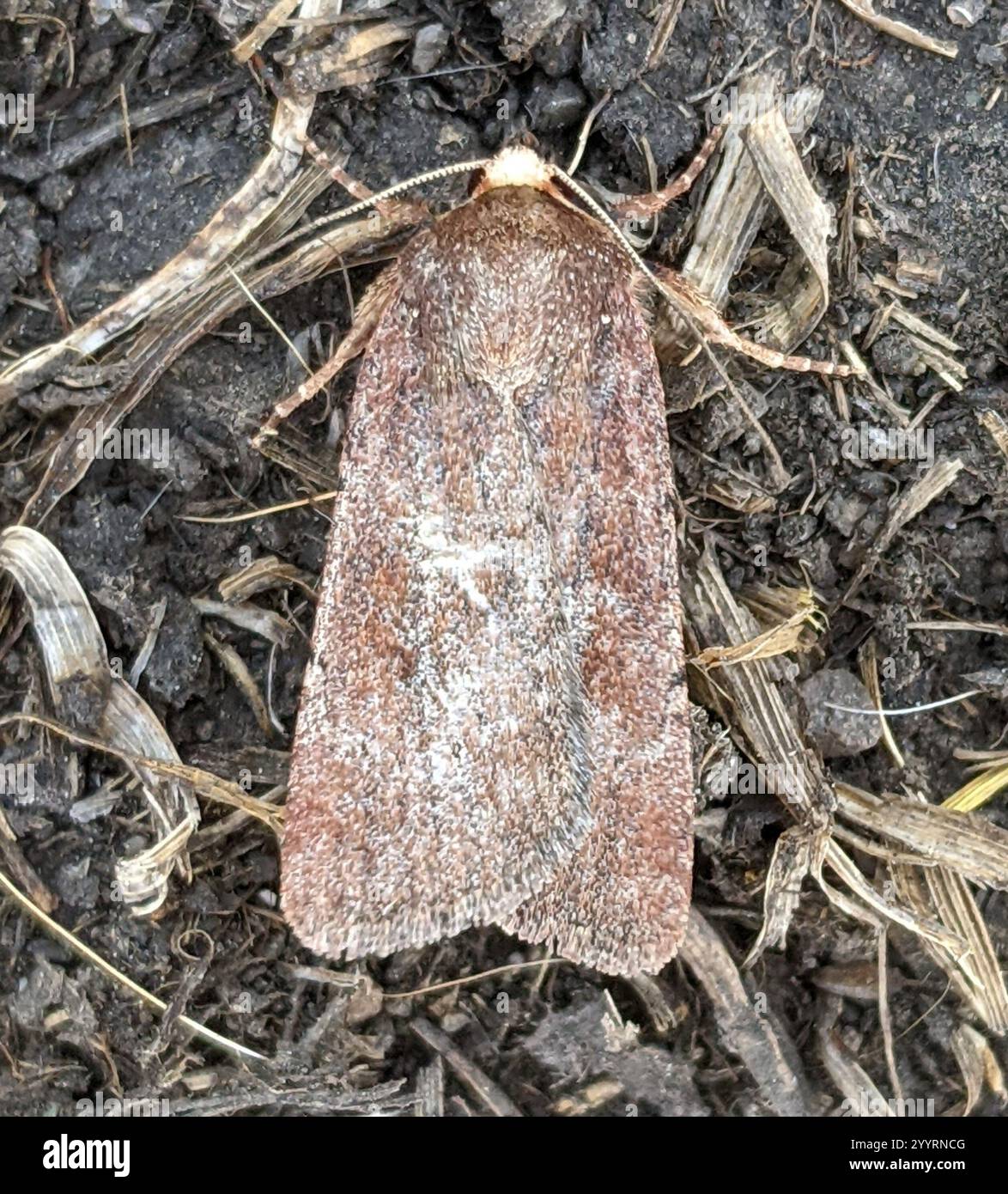 Cutworms and Dart Moths (Noctuinae Stock Photo - Alamy