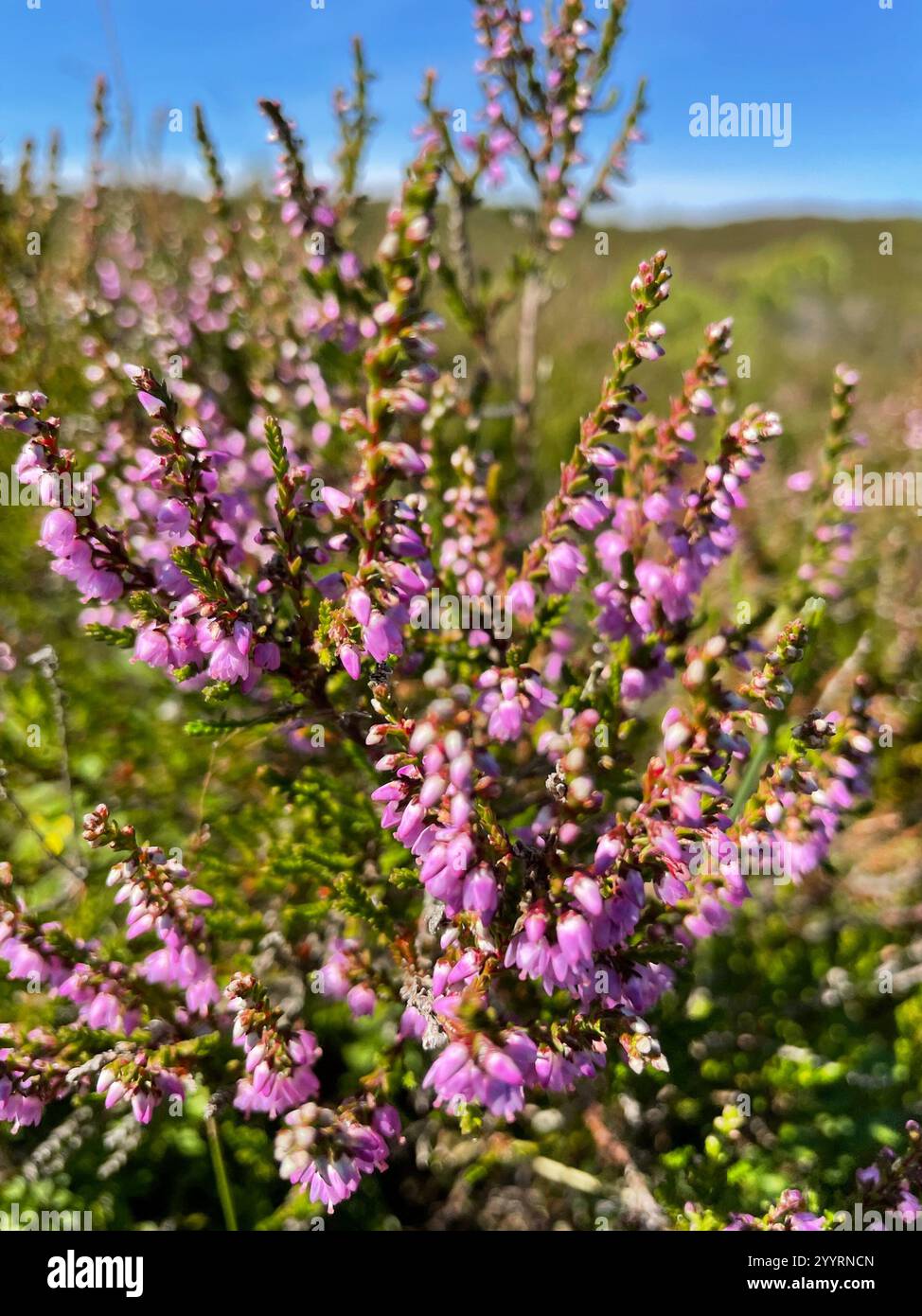common heather (Calluna vulgaris Stock Photo - Alamy