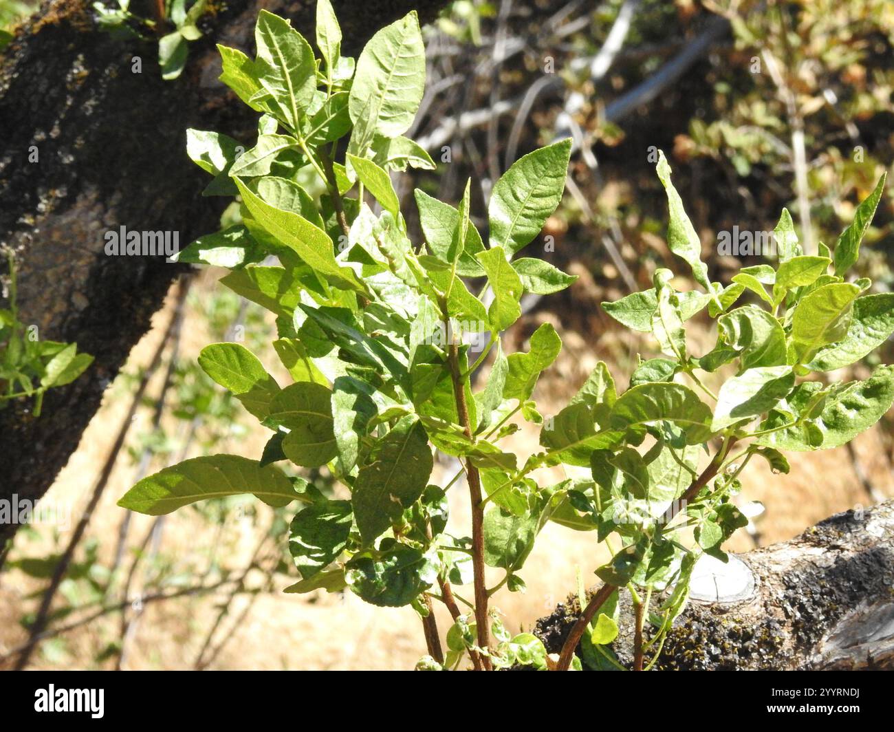 Hoptree hi-res stock photography and images - Alamy