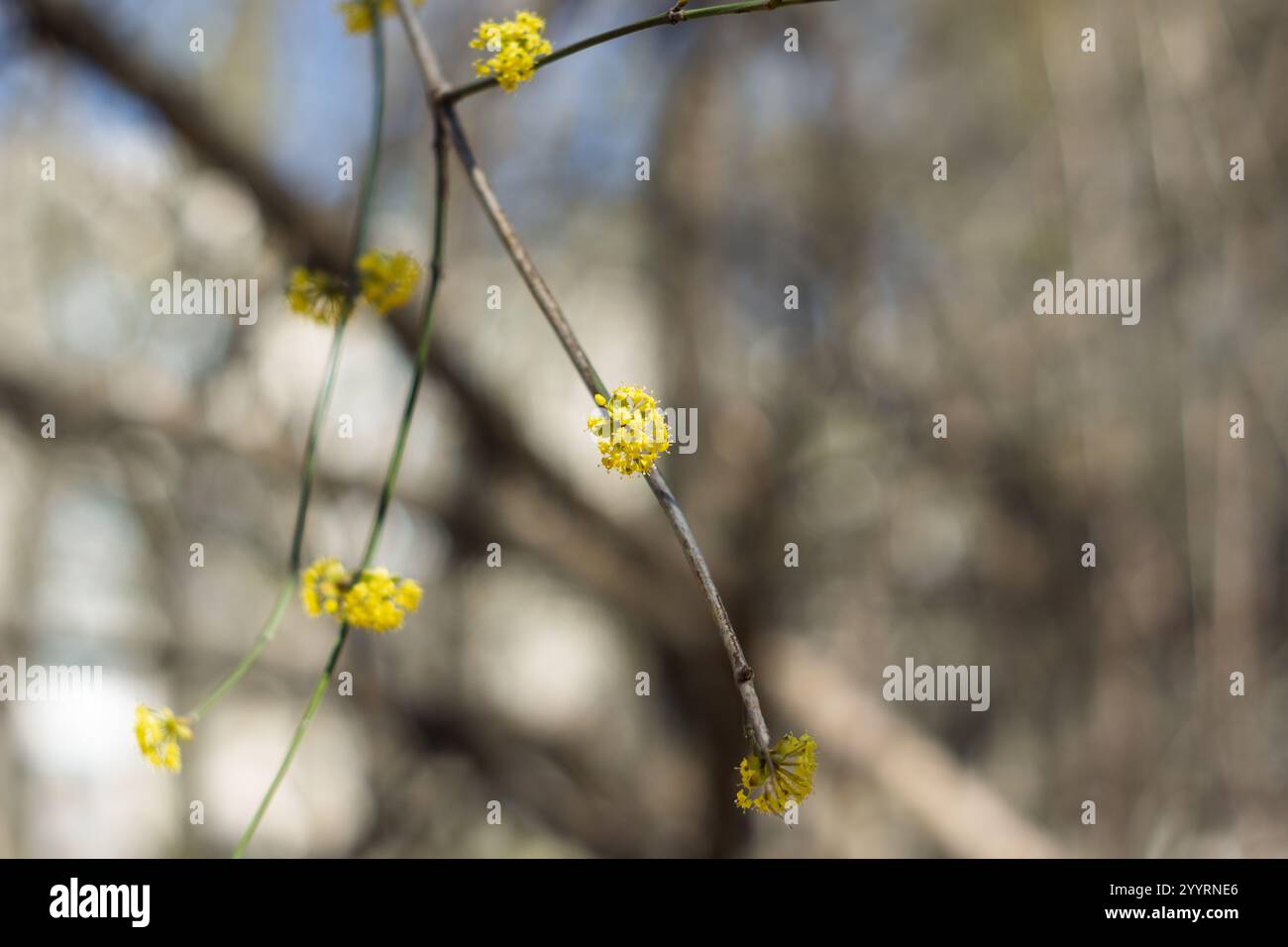 A delicate branch with vibrant yellow flowers emerges among blurred ...