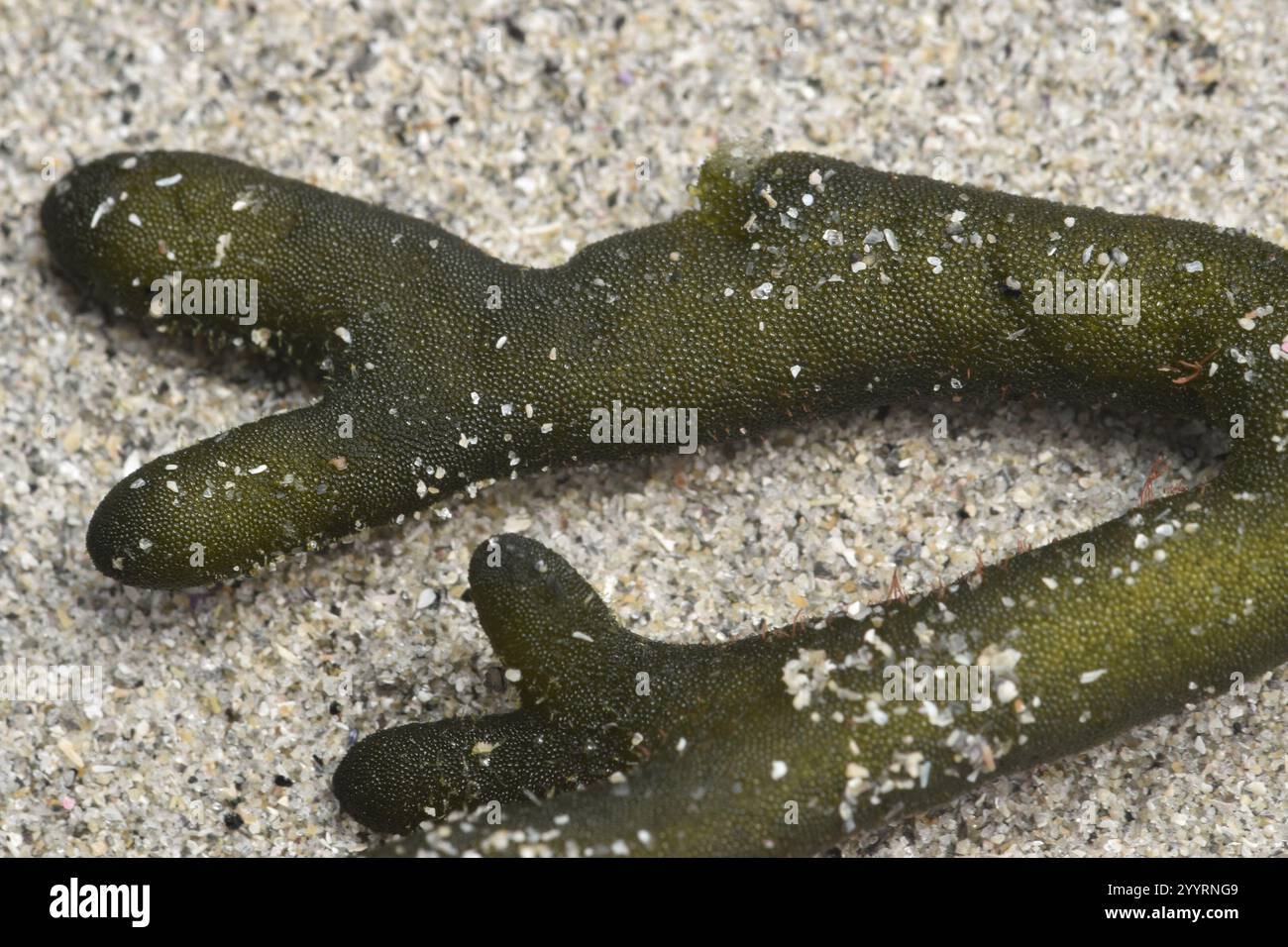 Dead Man's Fingers (Codium fragile Stock Photo - Alamy