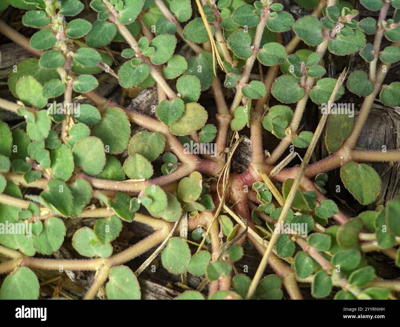 prostrate sandmat (Euphorbia prostrata Stock Photo - Alamy