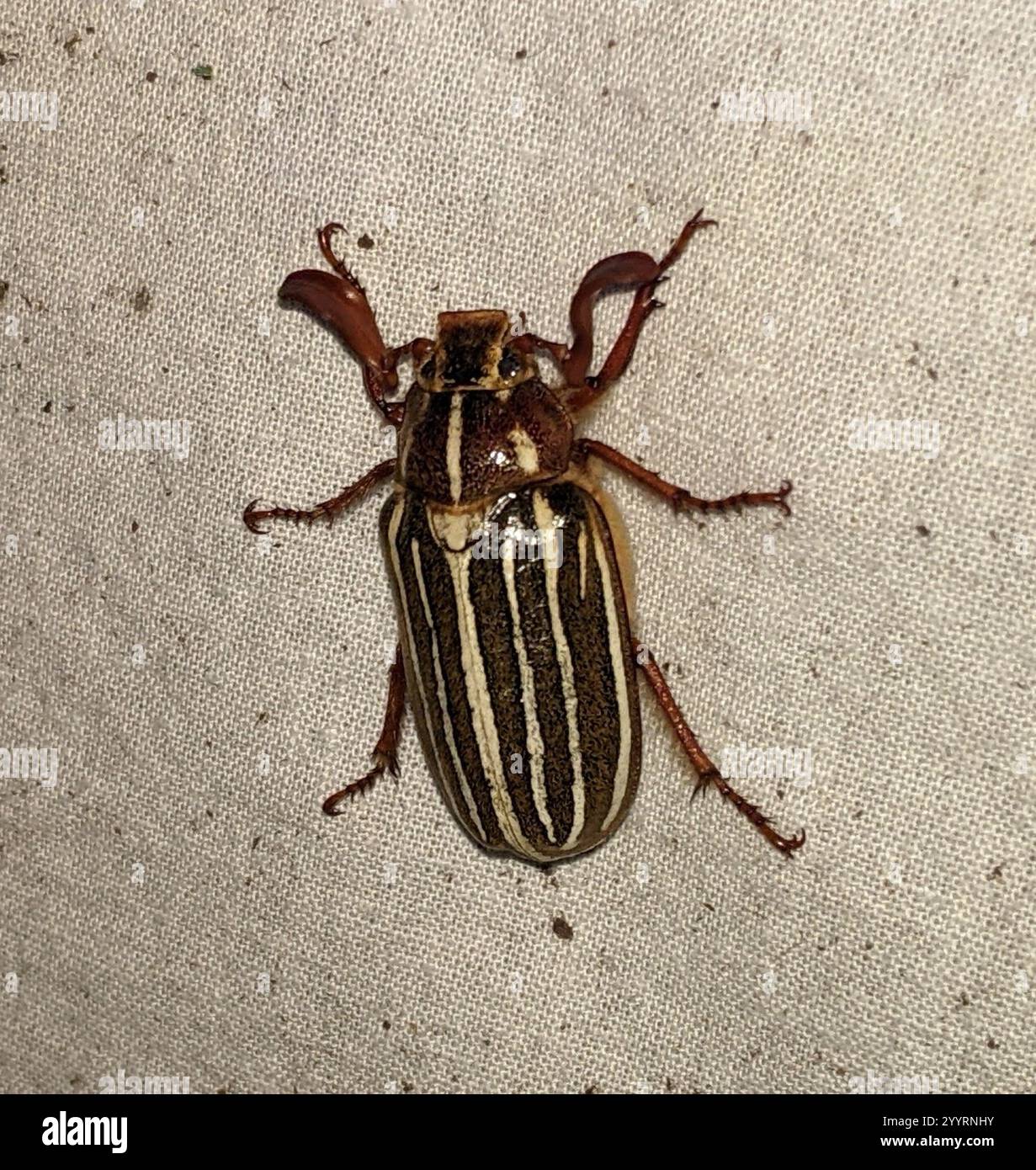 Polyphylla crinita hi-res stock photography and images - Alamy