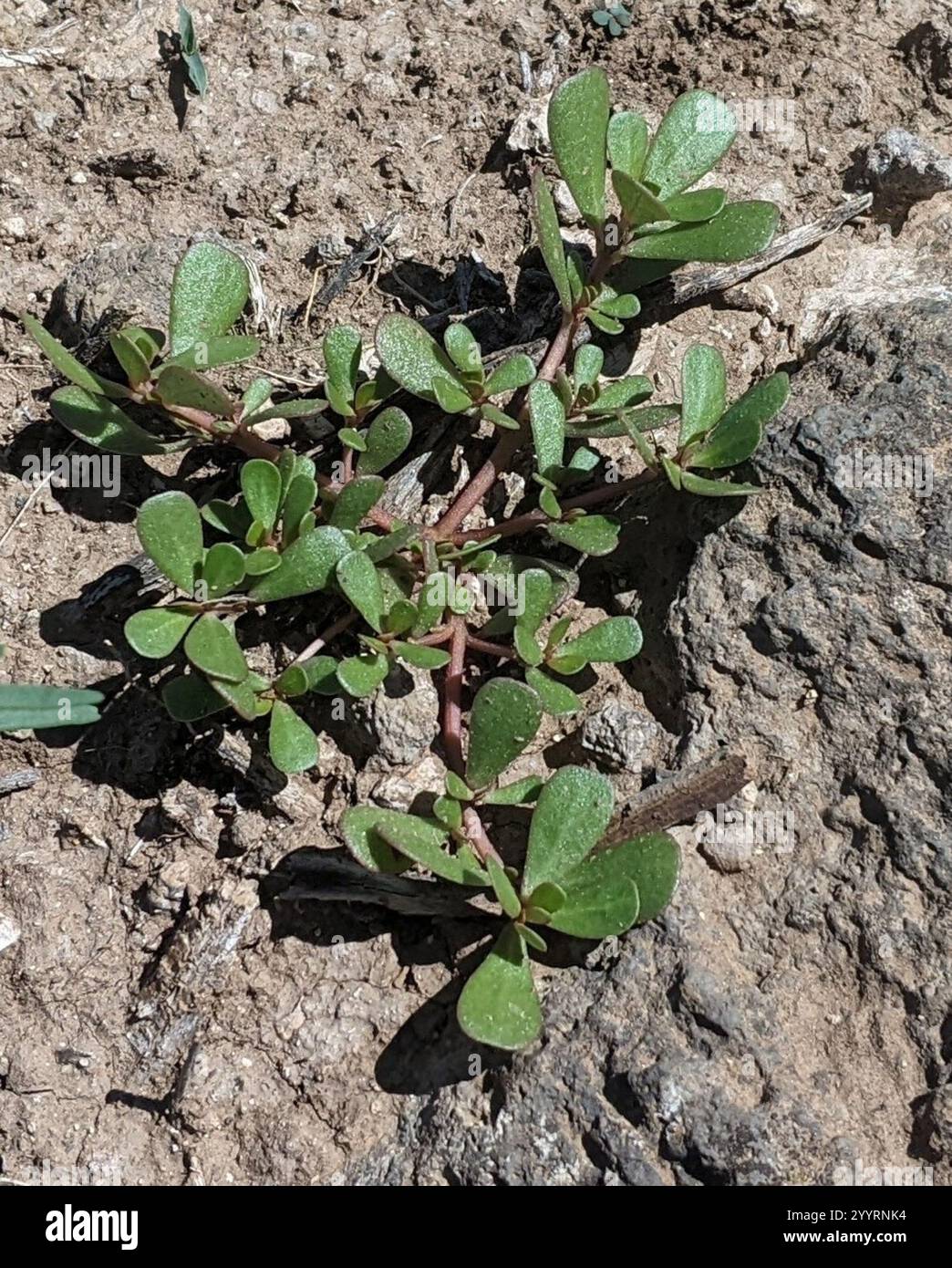 Common Purslane (Portulaca oleracea Stock Photo - Alamy