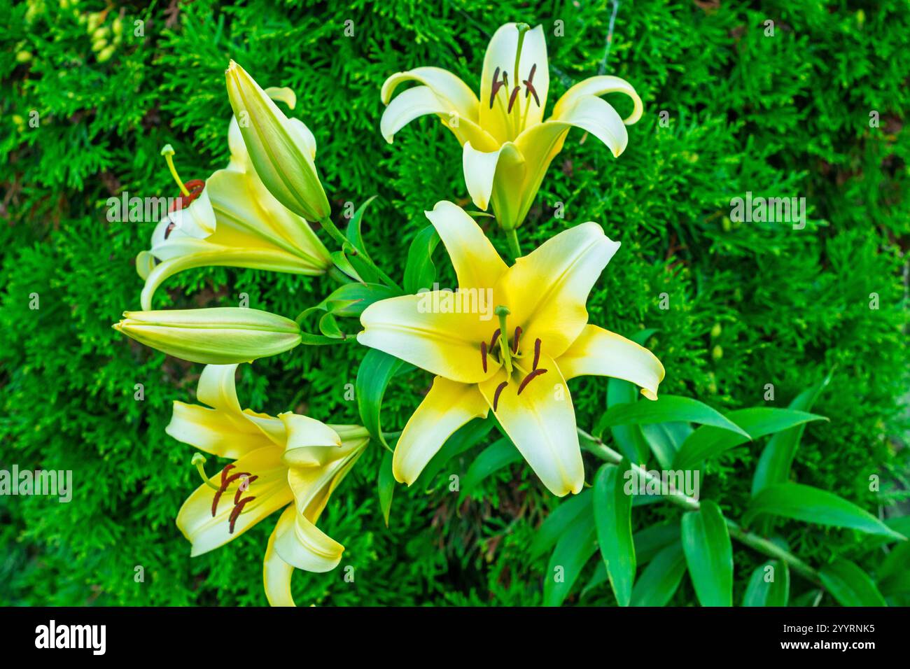 Vibrant yellow lilies showcase their blooming petals, surrounded by a rich green foliage. The ...