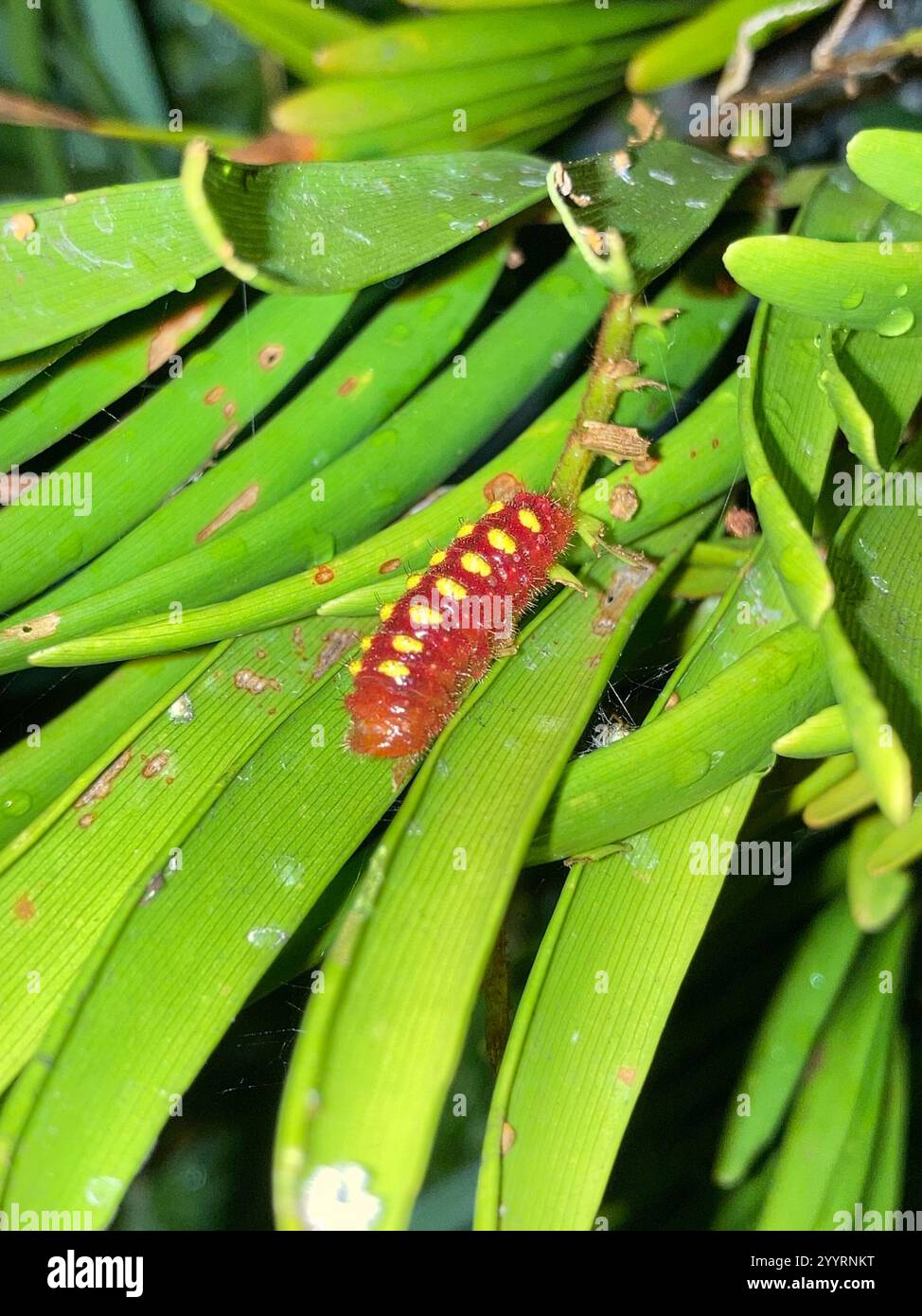 Atala (Eumaeus atala Stock Photo - Alamy