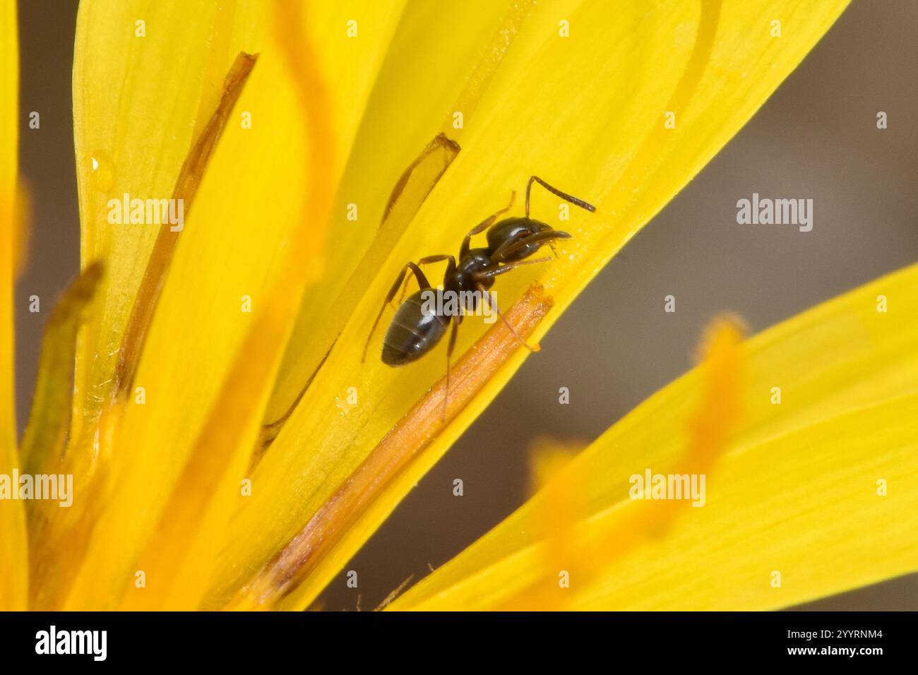 Odorous House Ant (Tapinoma sessile Stock Photo - Alamy