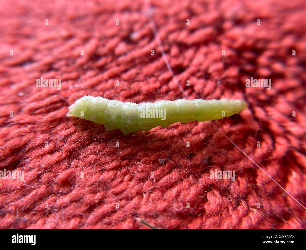 Plusiine Looper Moths (Plusiinae Stock Photo - Alamy