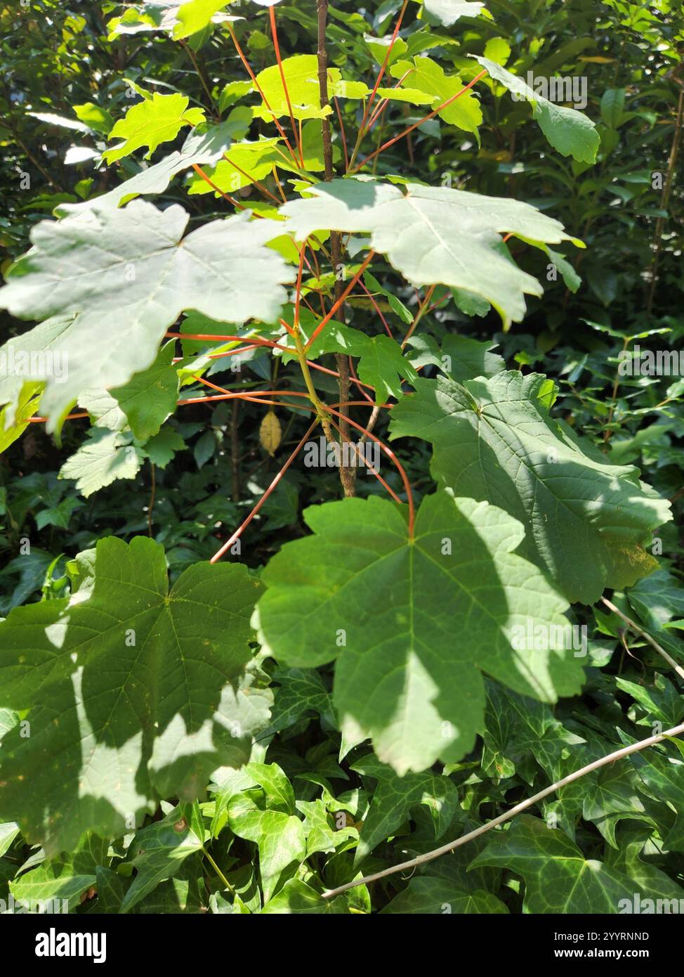 sycamore maple (Acer pseudoplatanus Stock Photo - Alamy