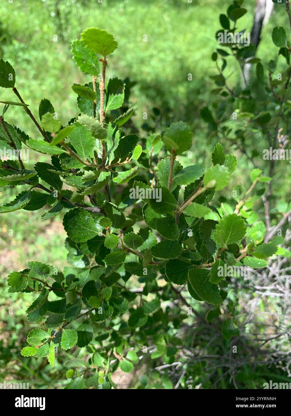 dwarf resin birch (Betula glandulosa Stock Photo - Alamy