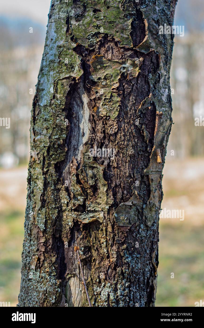 The intricate patterns and textures of the tree bark are visible ...