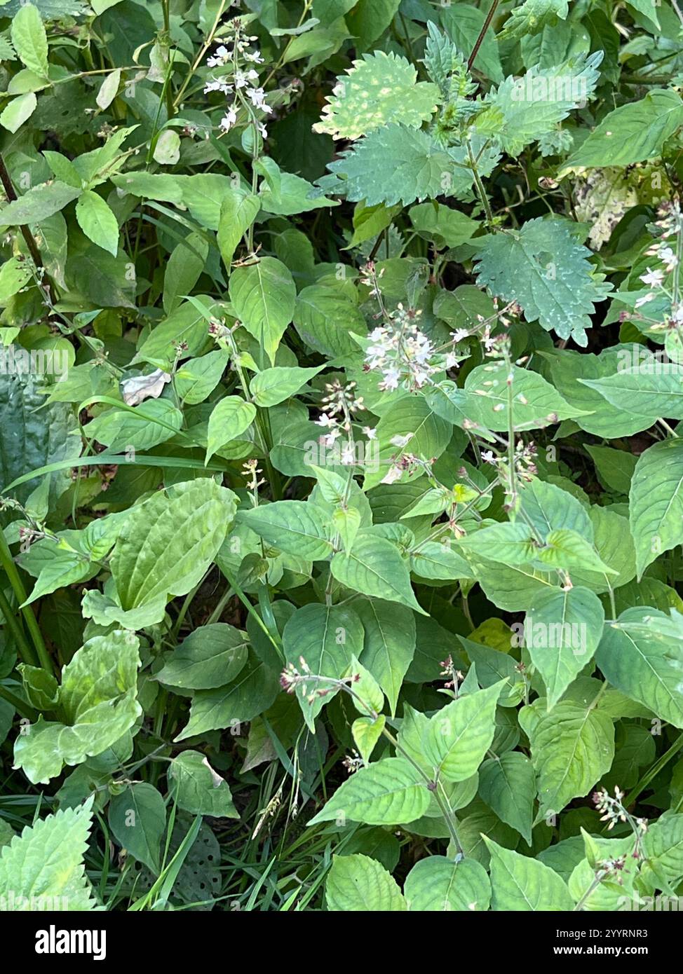 enchanter's-nightshade (Circaea lutetiana Stock Photo - Alamy